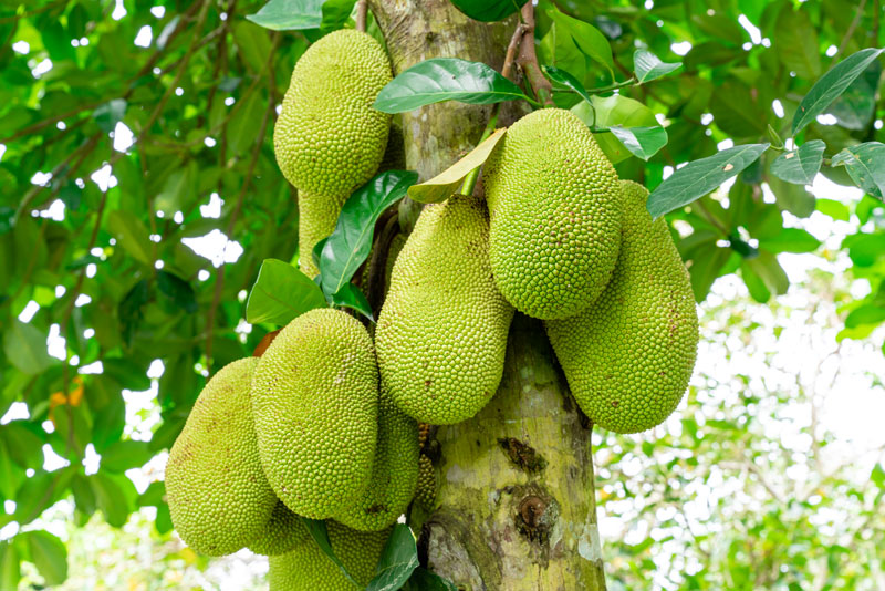 [UPDATE] What is jackfruit? What does jackfruit taste like? FAQ